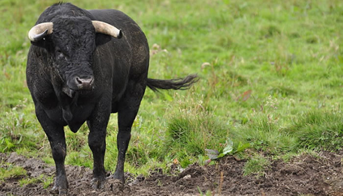 Trágico Accidente en Finca del Táchira: Hombre Muere Tras Ser Embestido ...